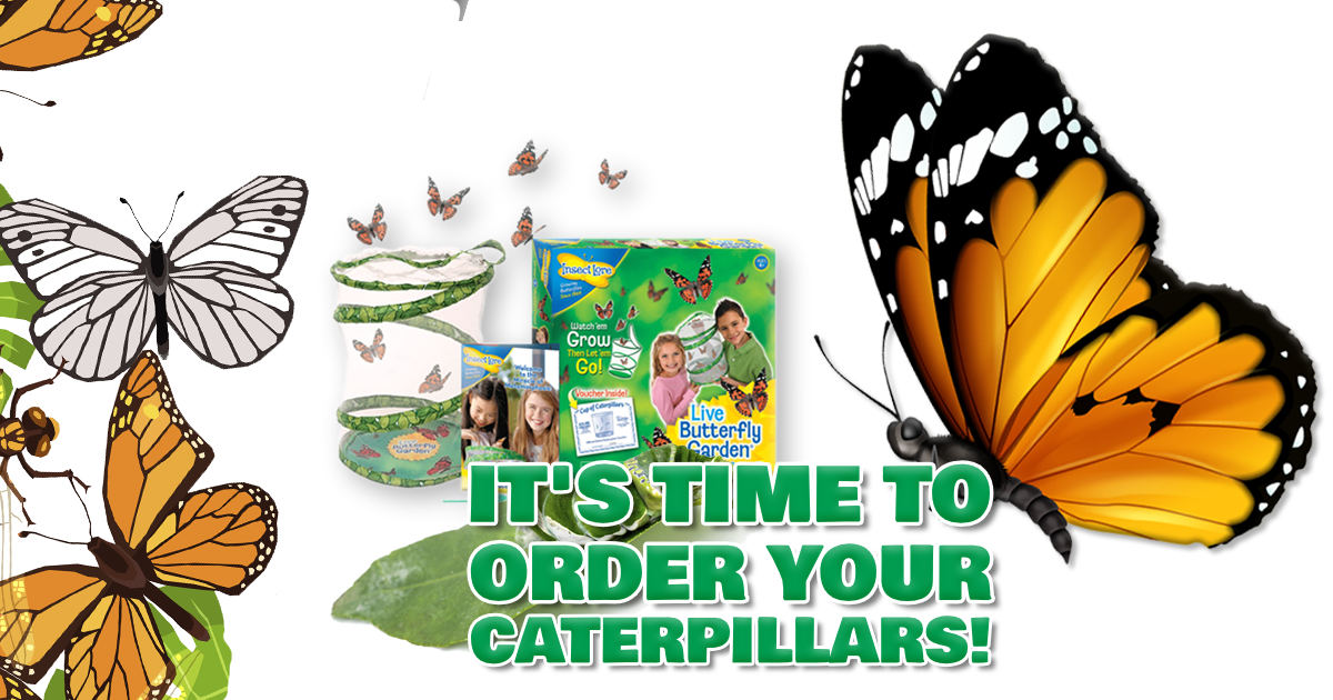 Have You Ordered Your Caterpillars Yet? - Early Years Shop