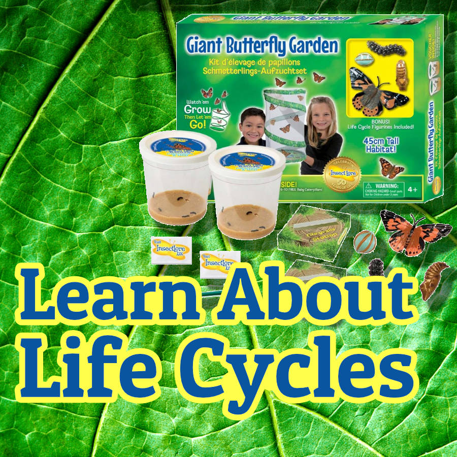 Exploring and Thinking with a Life Cycle Theme! - Early Years Shop